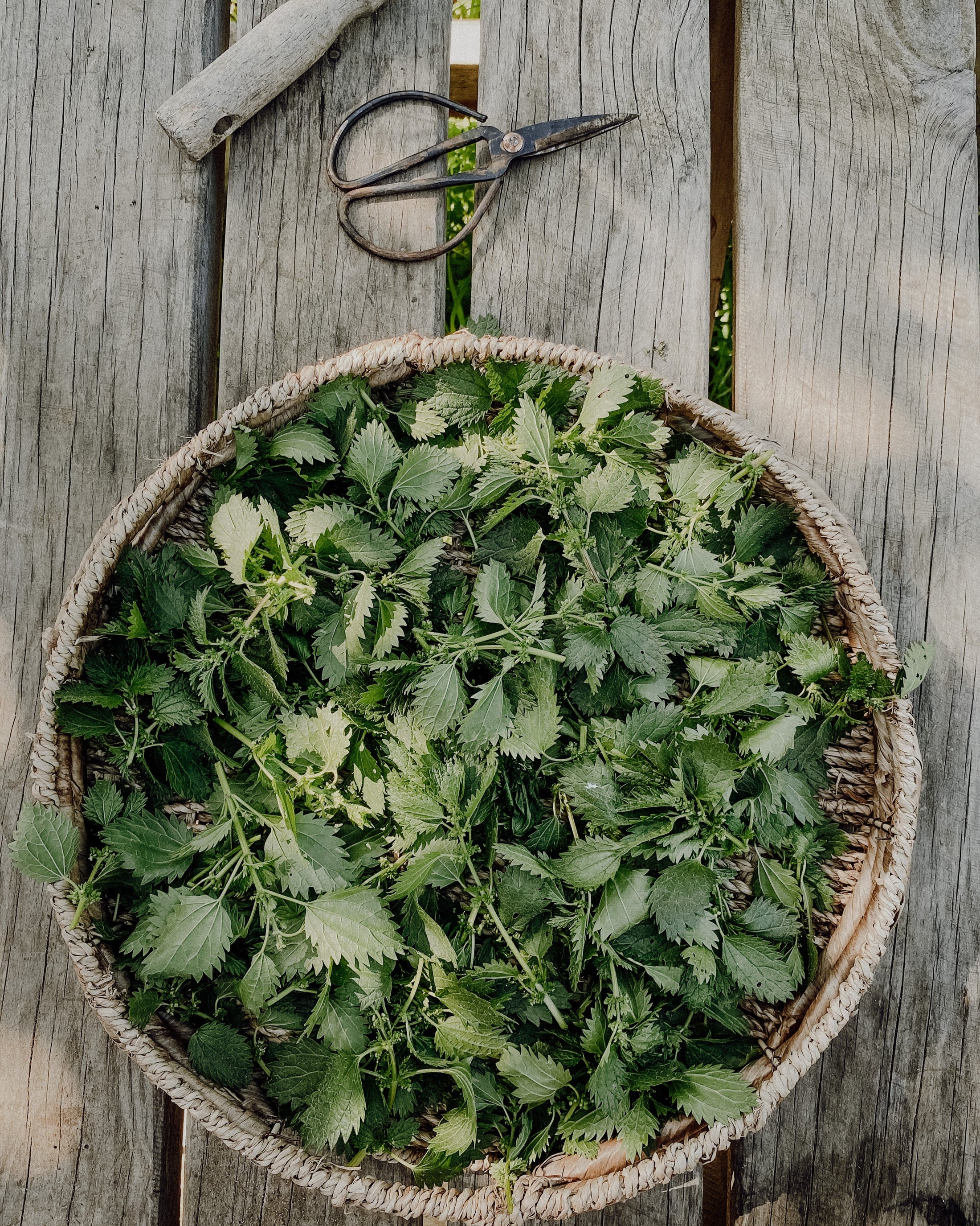 La Ortiga, una súper planta silvestre – La vida con simpleza
